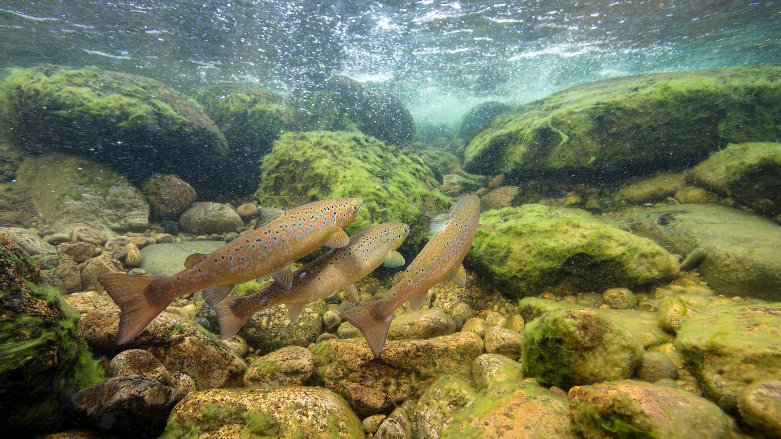 Implementation Plan Dialogue Meetings - NASCO